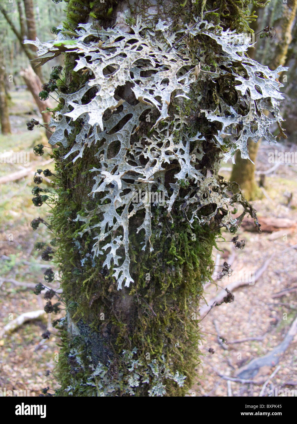 A large lacy lichen grows on a native New Zealand beech tree ...