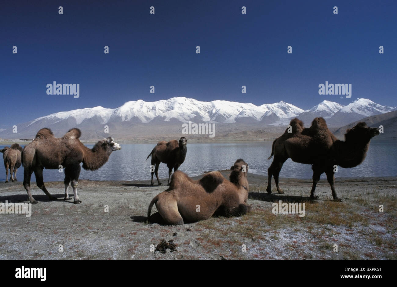 Camel sat hi-res stock photography and images - Alamy