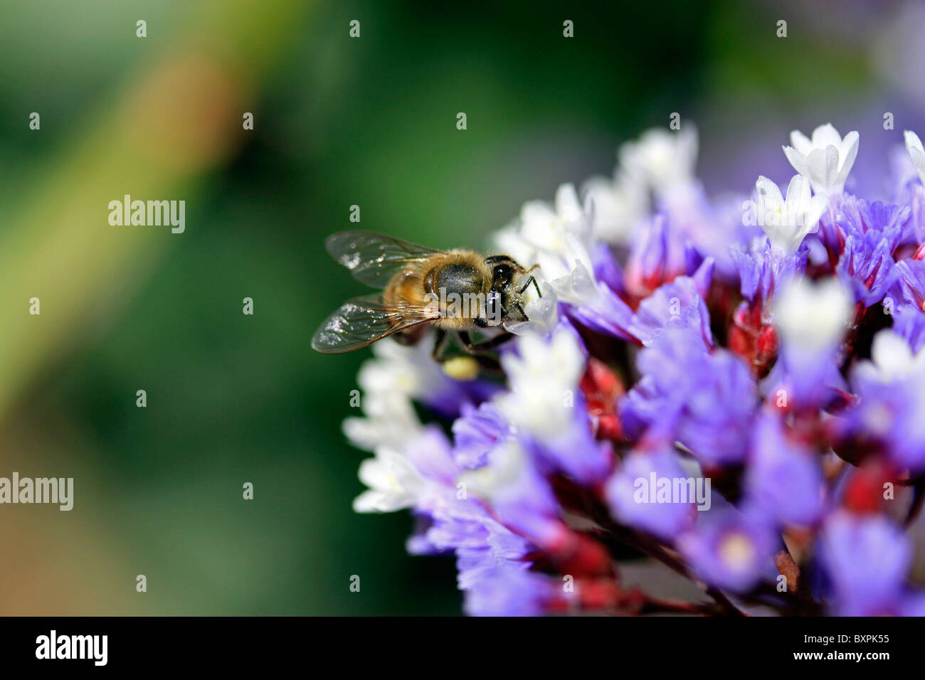 African honey bee (Apis mellifera scutellata) pollinating flower of ...