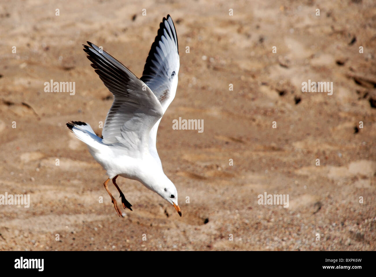 A Sea Gull landing on a sand Beach Stock Photo - Alamy