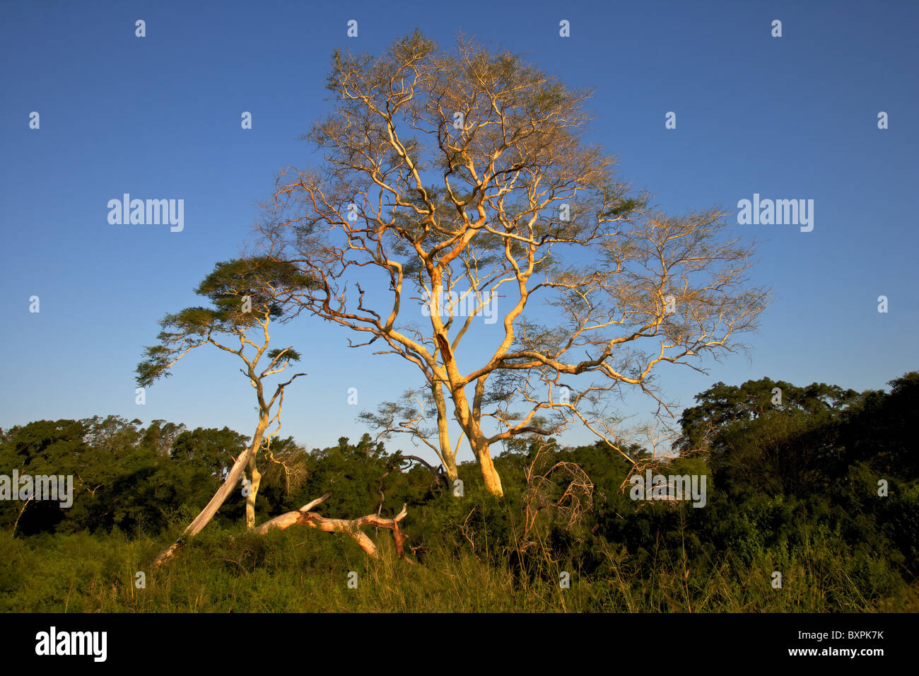 Fever trees (Acacia xanthophloea) growing near Nsumo Pan in Mkhuze Game ...