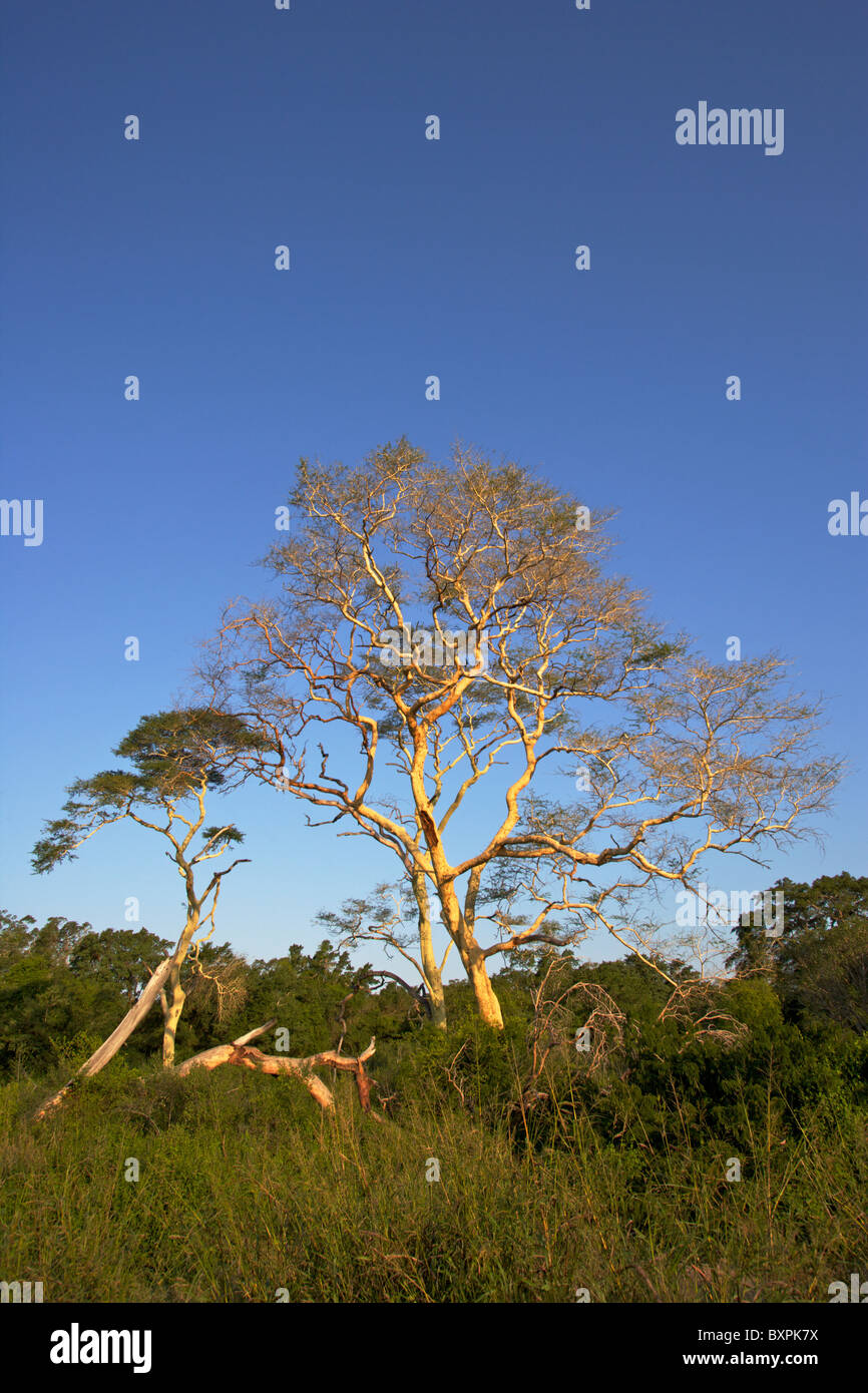 Fever trees (Acacia xanthophloea) growing near Nsumo Pan in Mkhuze Game ...