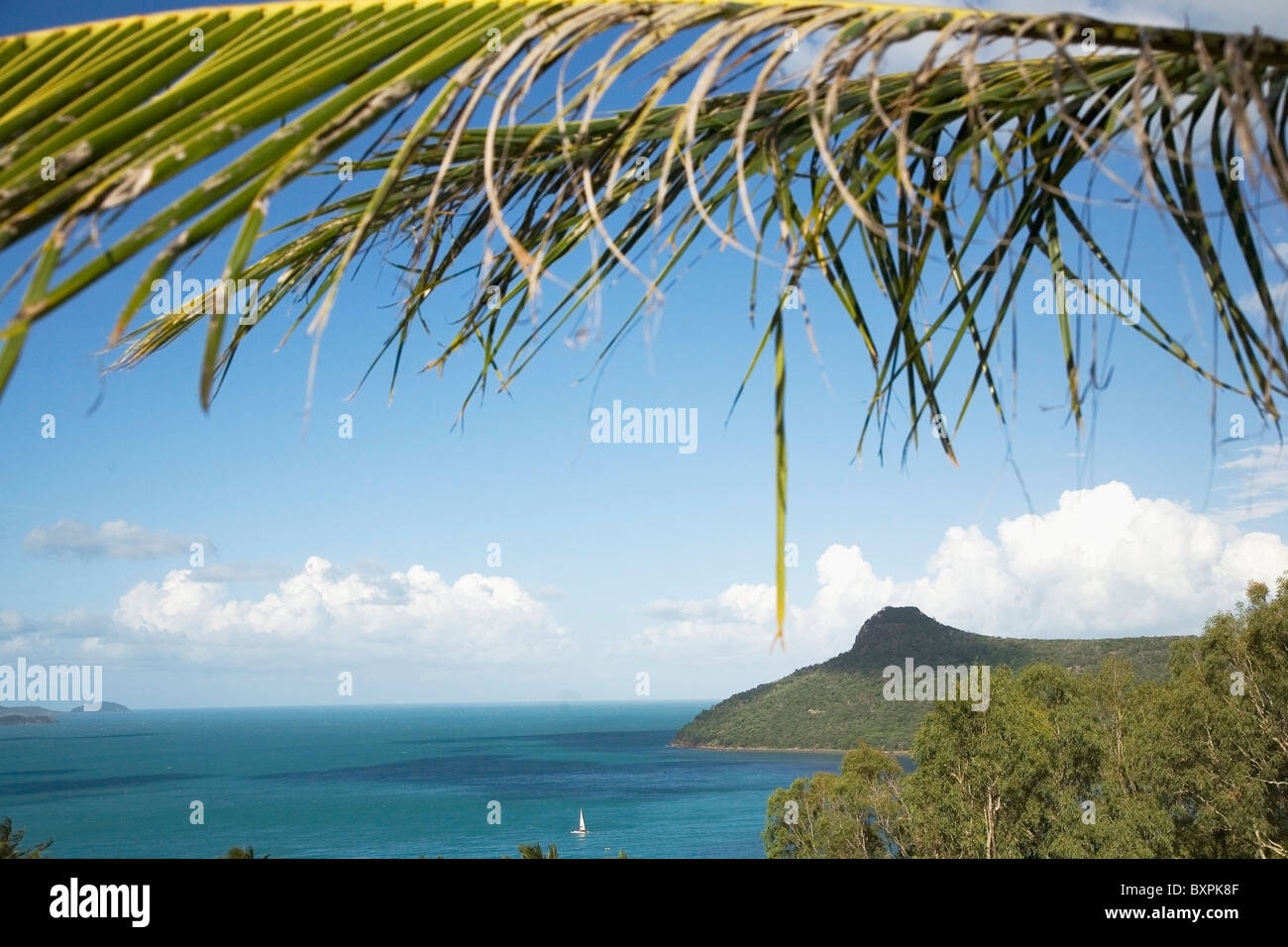 Palm Tree Leaves, Island, And Coastline Stock Photo - Alamy