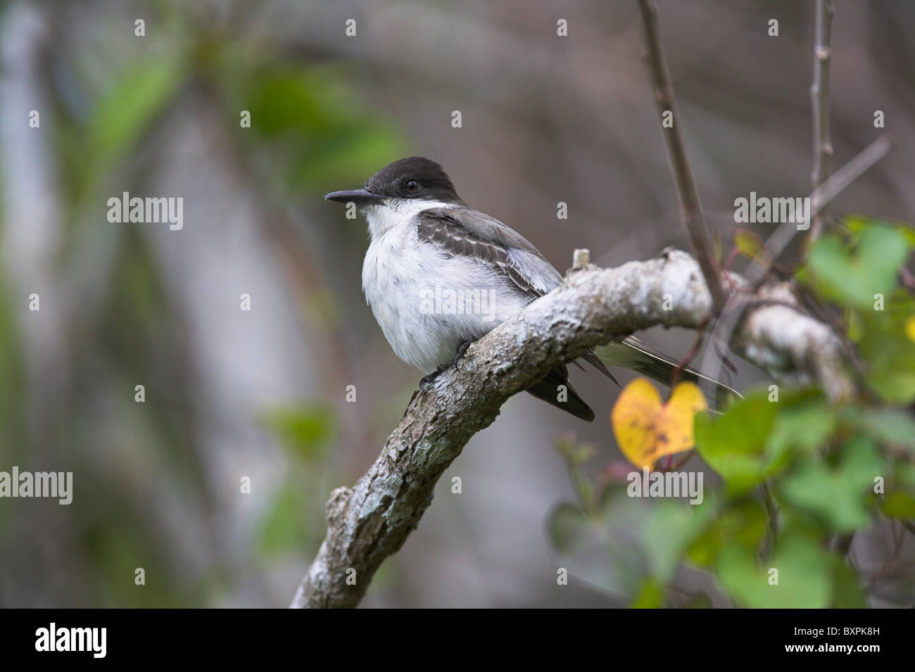 Loggerhead Kingbird Tyrannus caudifasciatus Stock Photo - Alamy