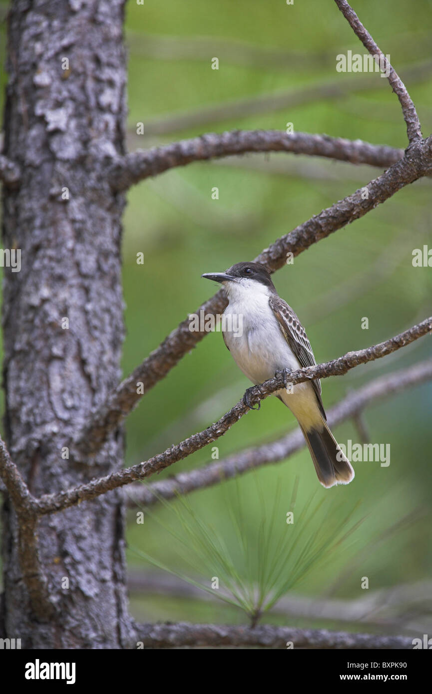 Loggerhead kingbird hi-res stock photography and images - Alamy