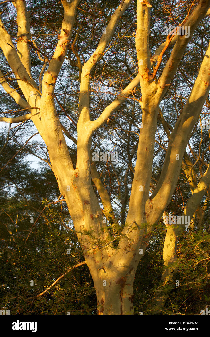 Yellow fever tree acacia xanthophloea hi-res stock photography and ...