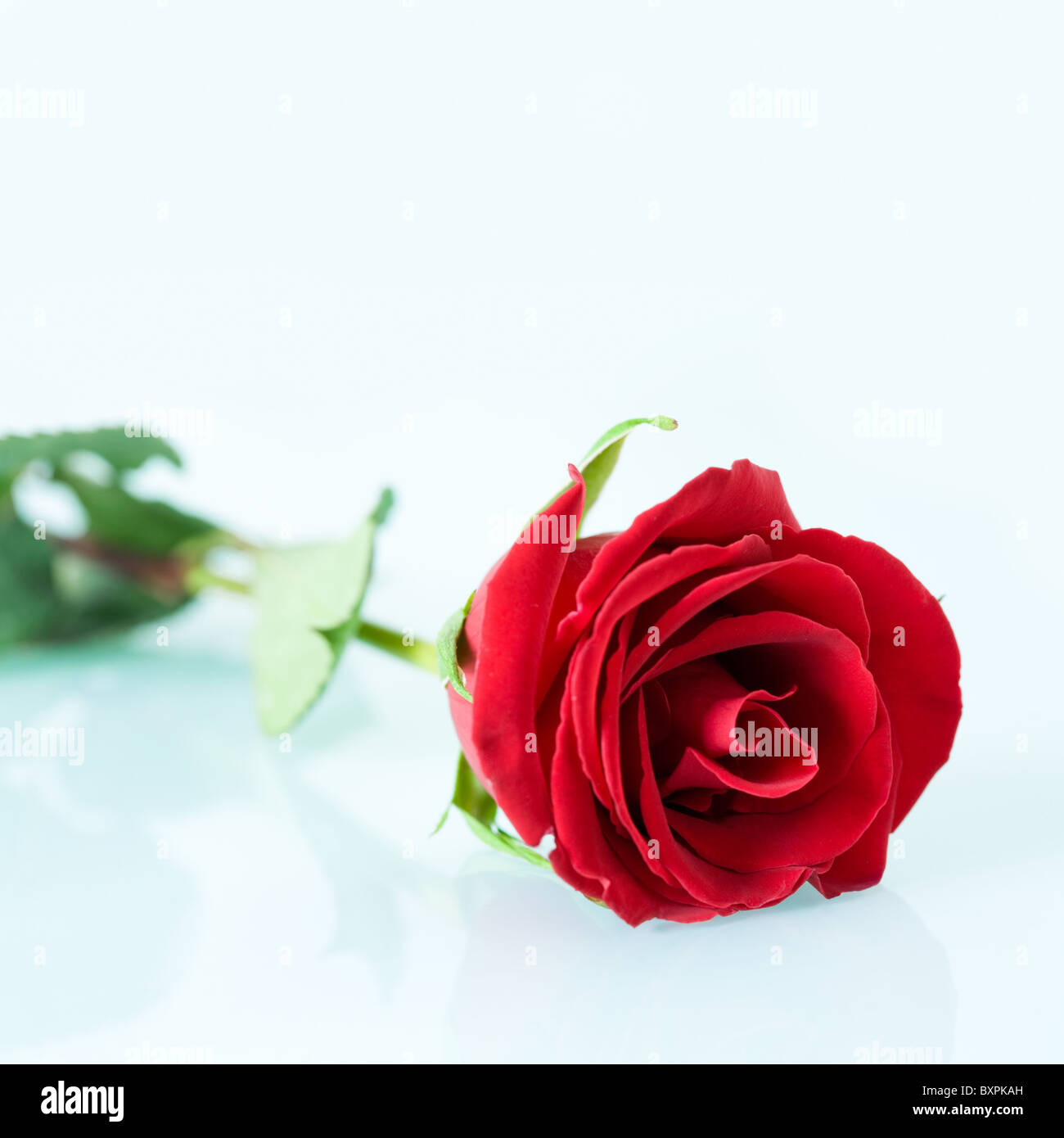 Closeup of wonderful red rose lying on white surface Stock Photo - Alamy