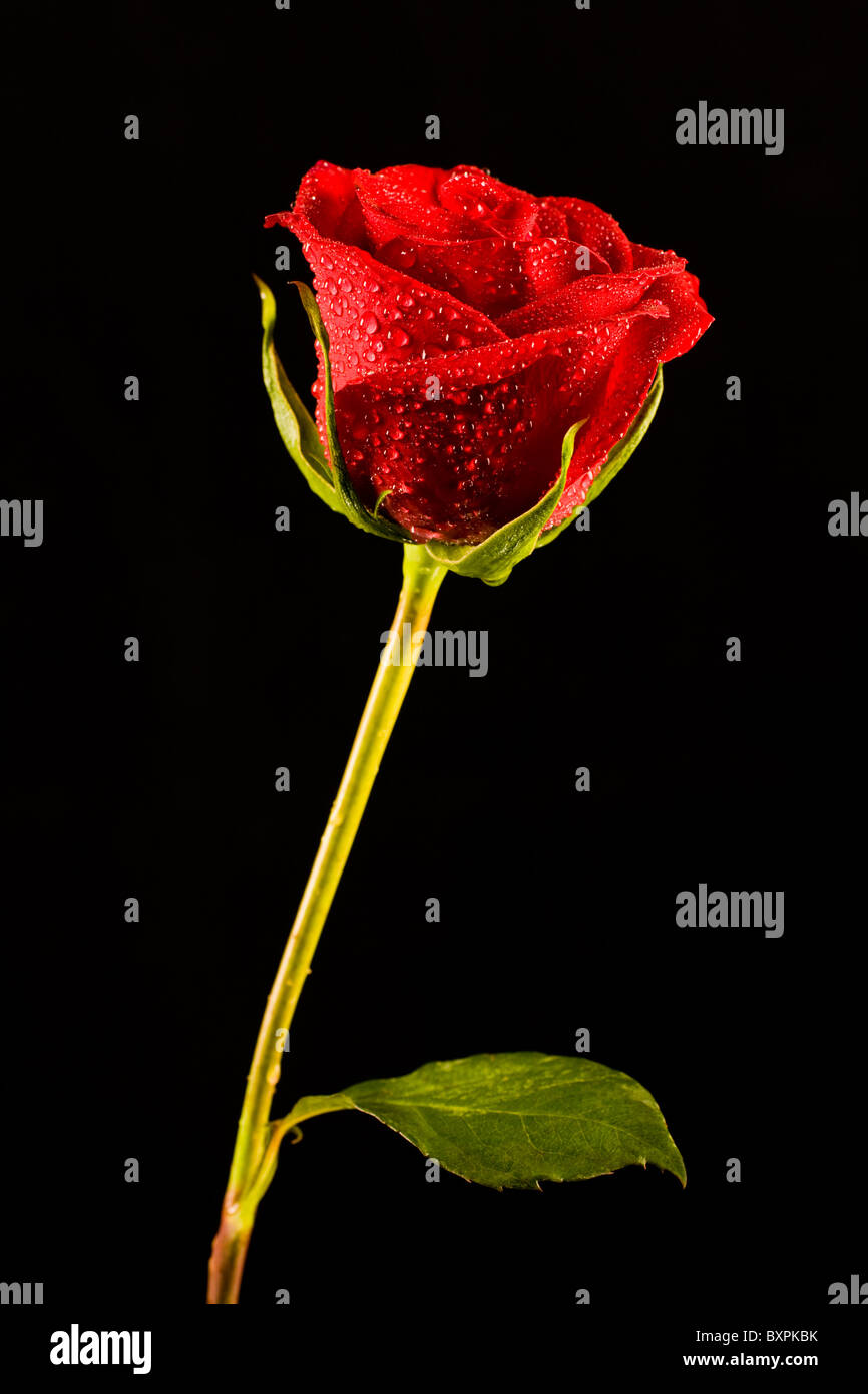 Single red rose isolated on white background Stock Photo - Alamy