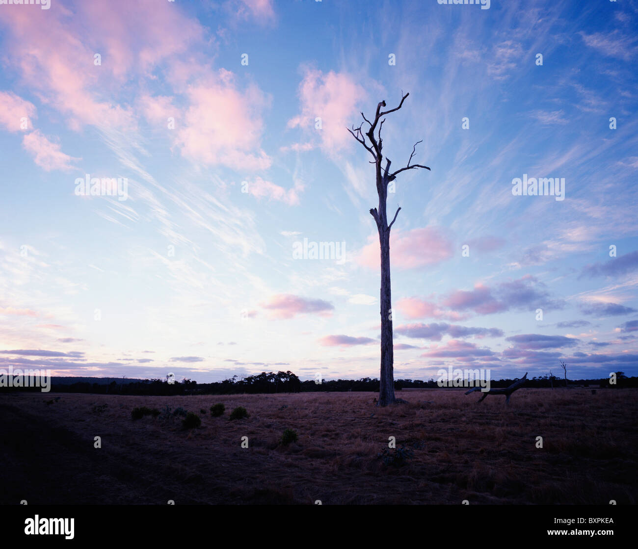 Dead tree at night hi-res stock photography and images - Alamy