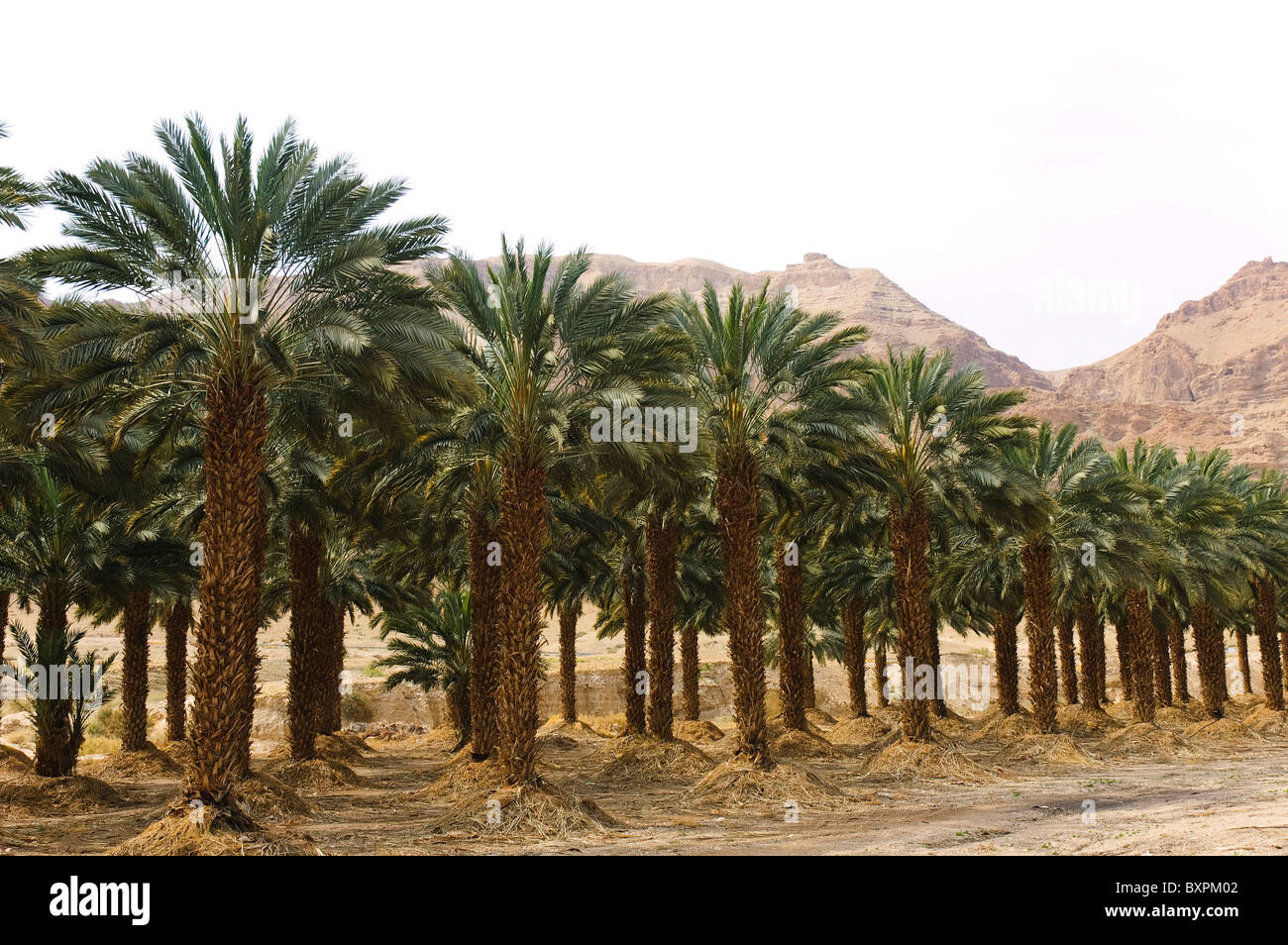 Palm Tree Plantation, Israel, Aravah Desert Stock Photo - Alamy