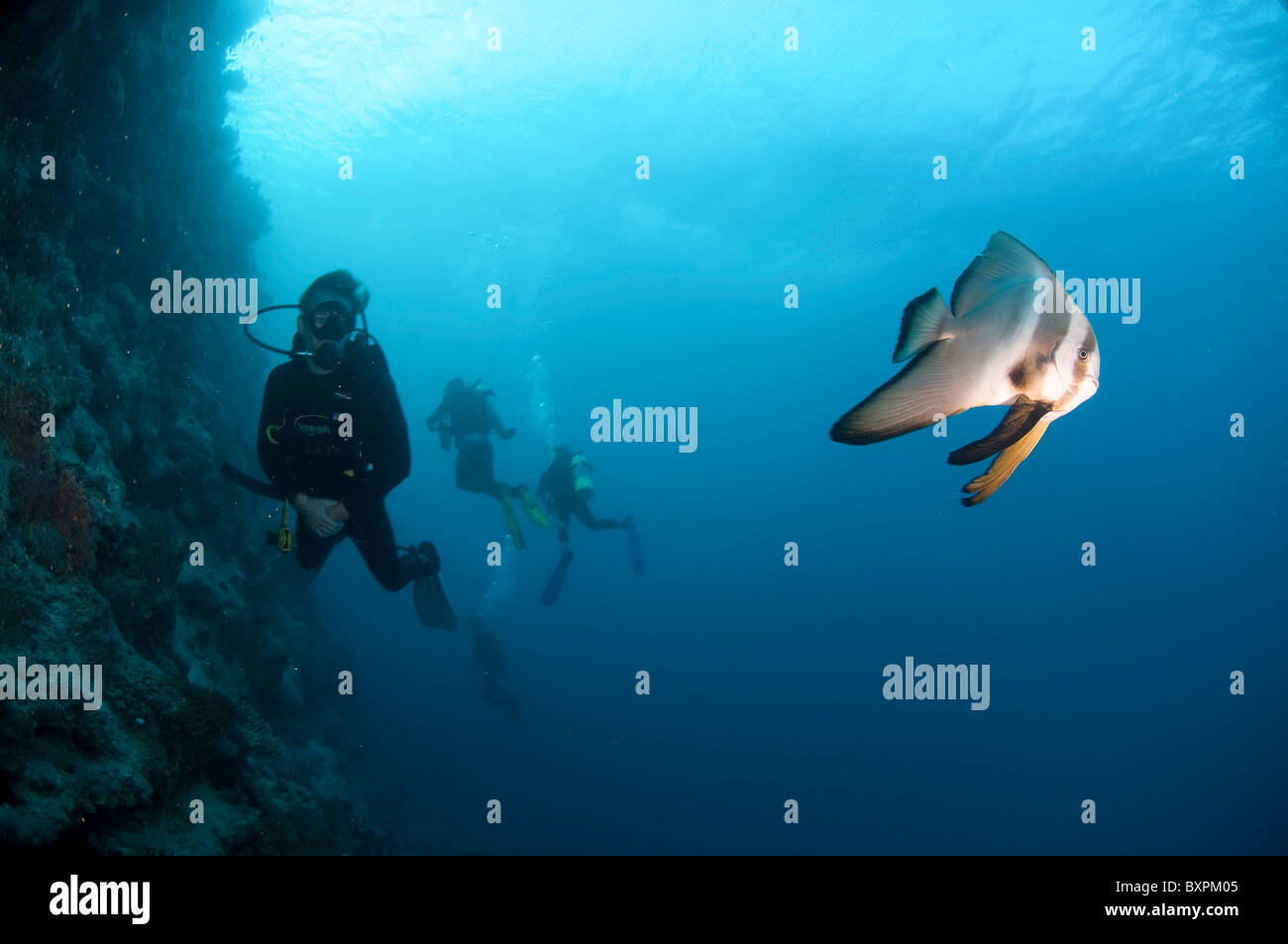 Platax pinnatus hi-res stock photography and images - Alamy