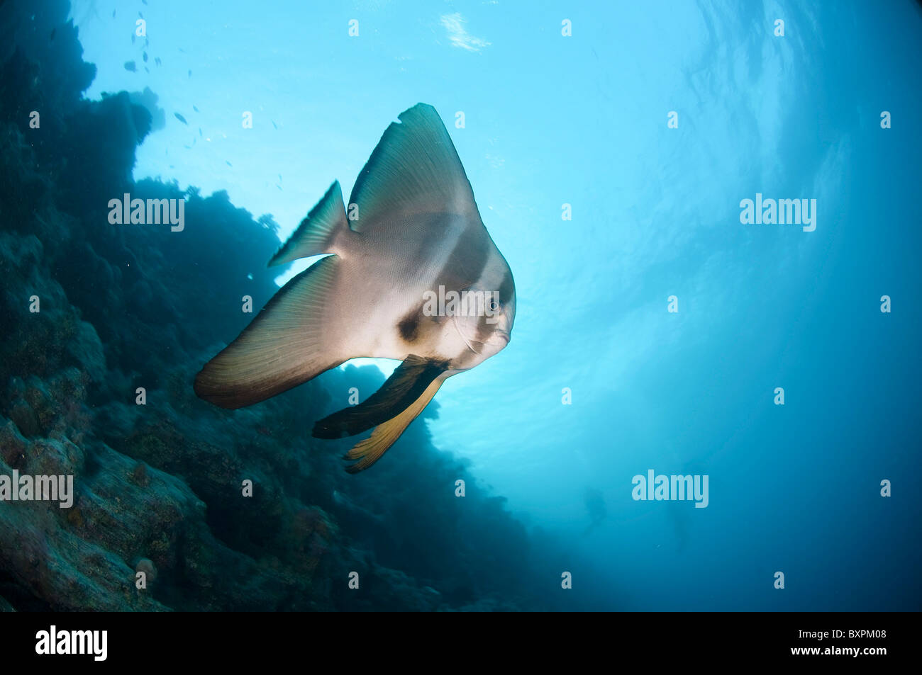 dusky batfish (Platax pinnatus Stock Photo - Alamy