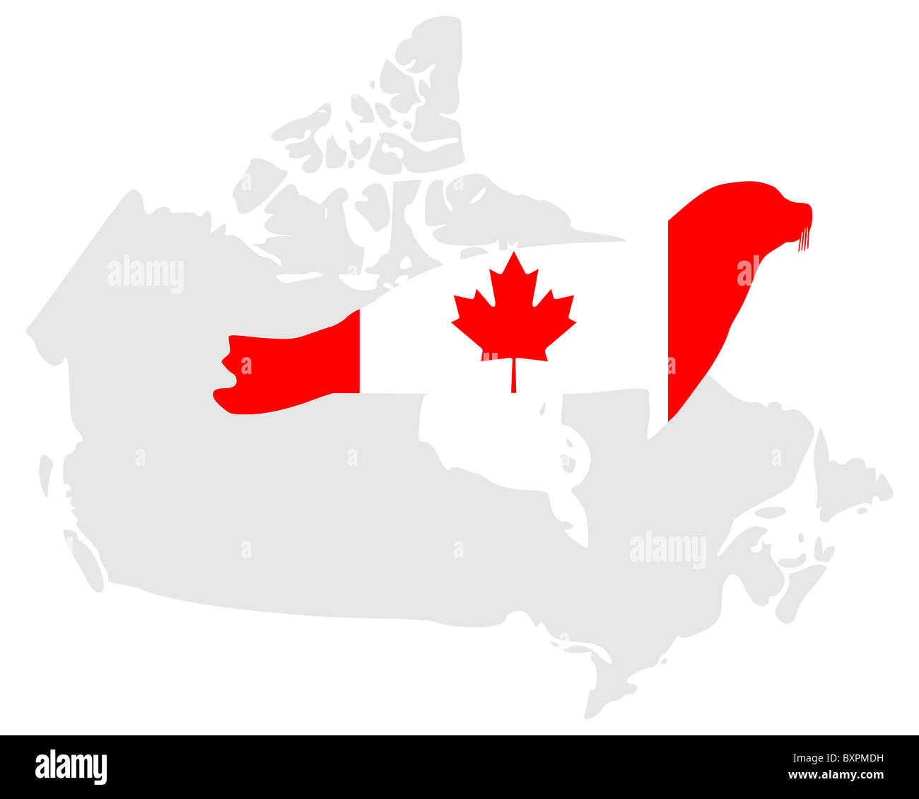 Harbor seal animal Cut Out Stock Images & Pictures - Alamy