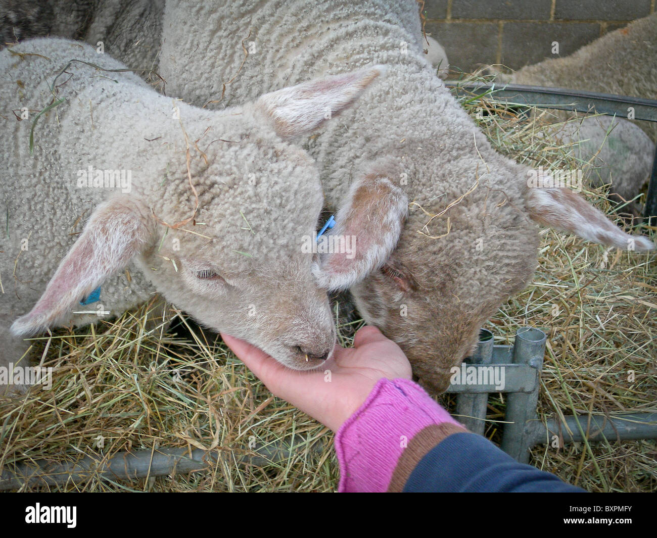 Lambs being stroked in a pen Stock Photo - Alamy