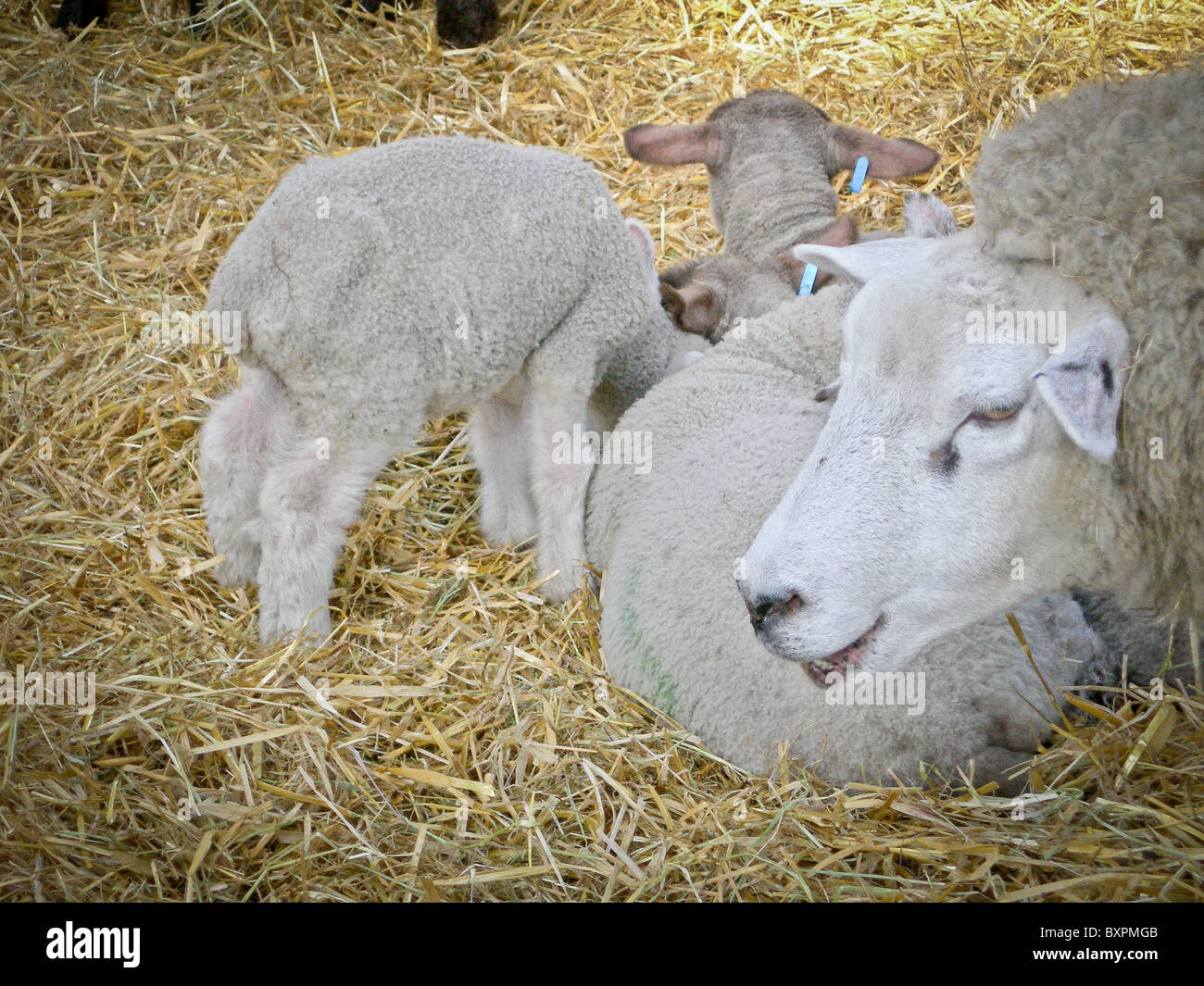 Lambs in a barn Stock Photo - Alamy