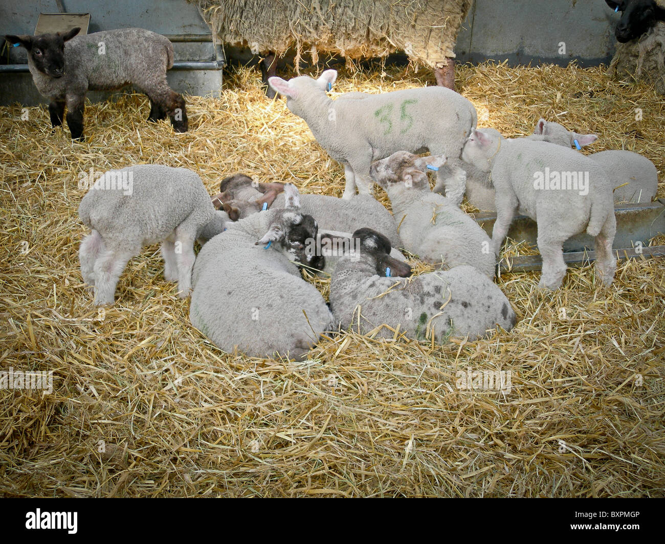 Lambs in a barn Stock Photo - Alamy