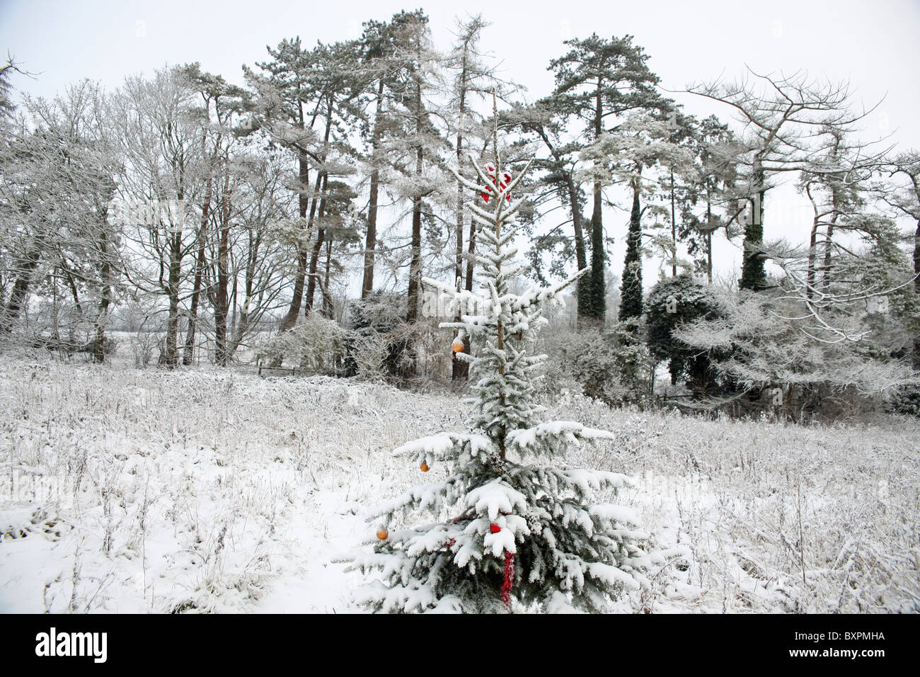 'wild' Christmas tree Stock Photo - Alamy