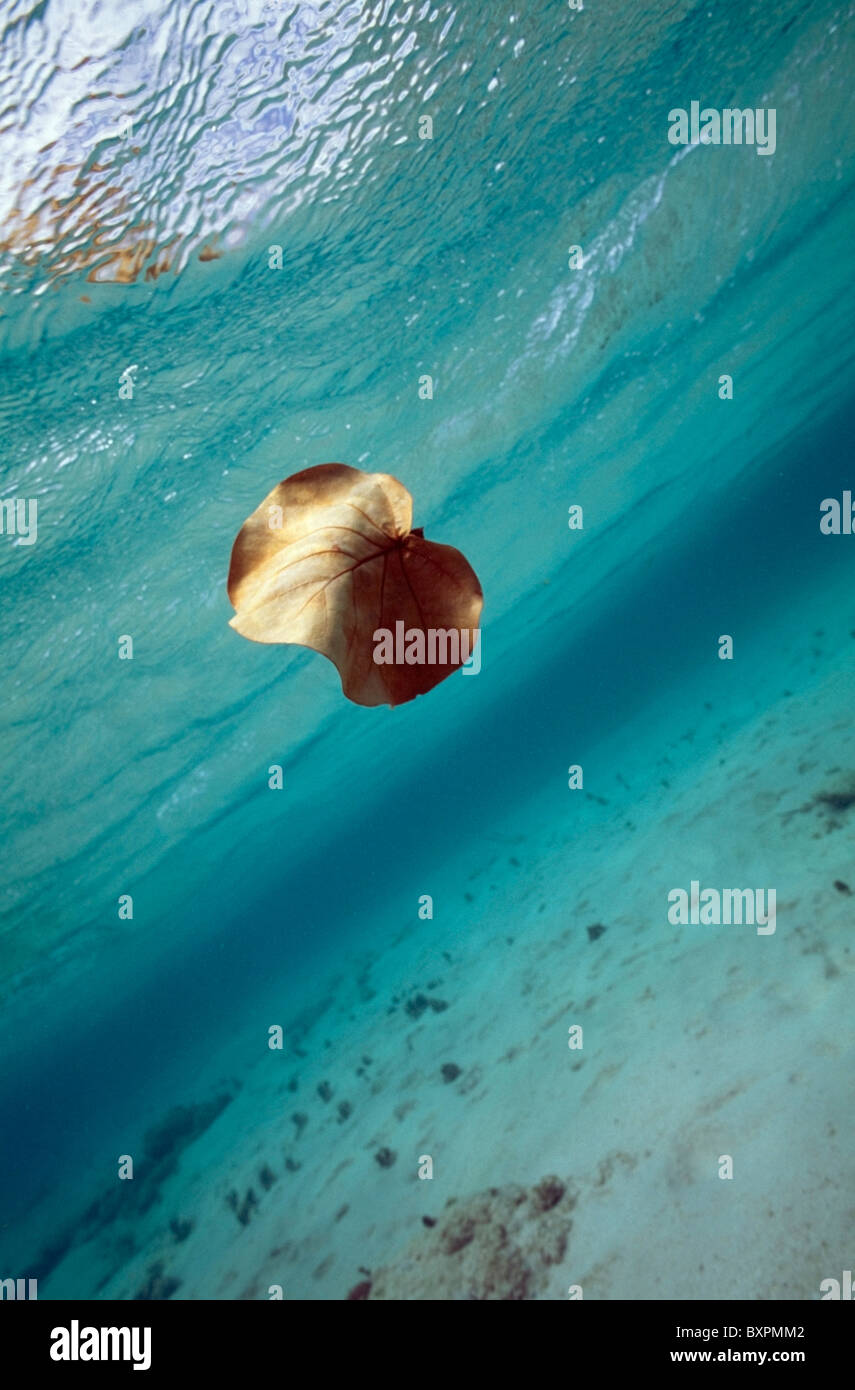 Leaf Sinking Underwater In Lagoon Stock Photo - Alamy