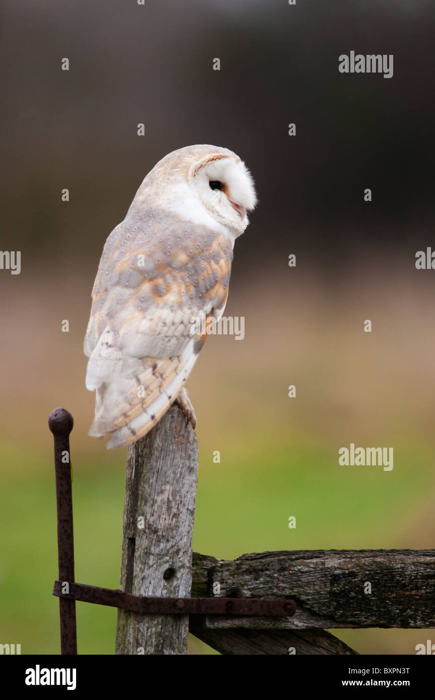 Owl on gate hi-res stock photography and images - Alamy