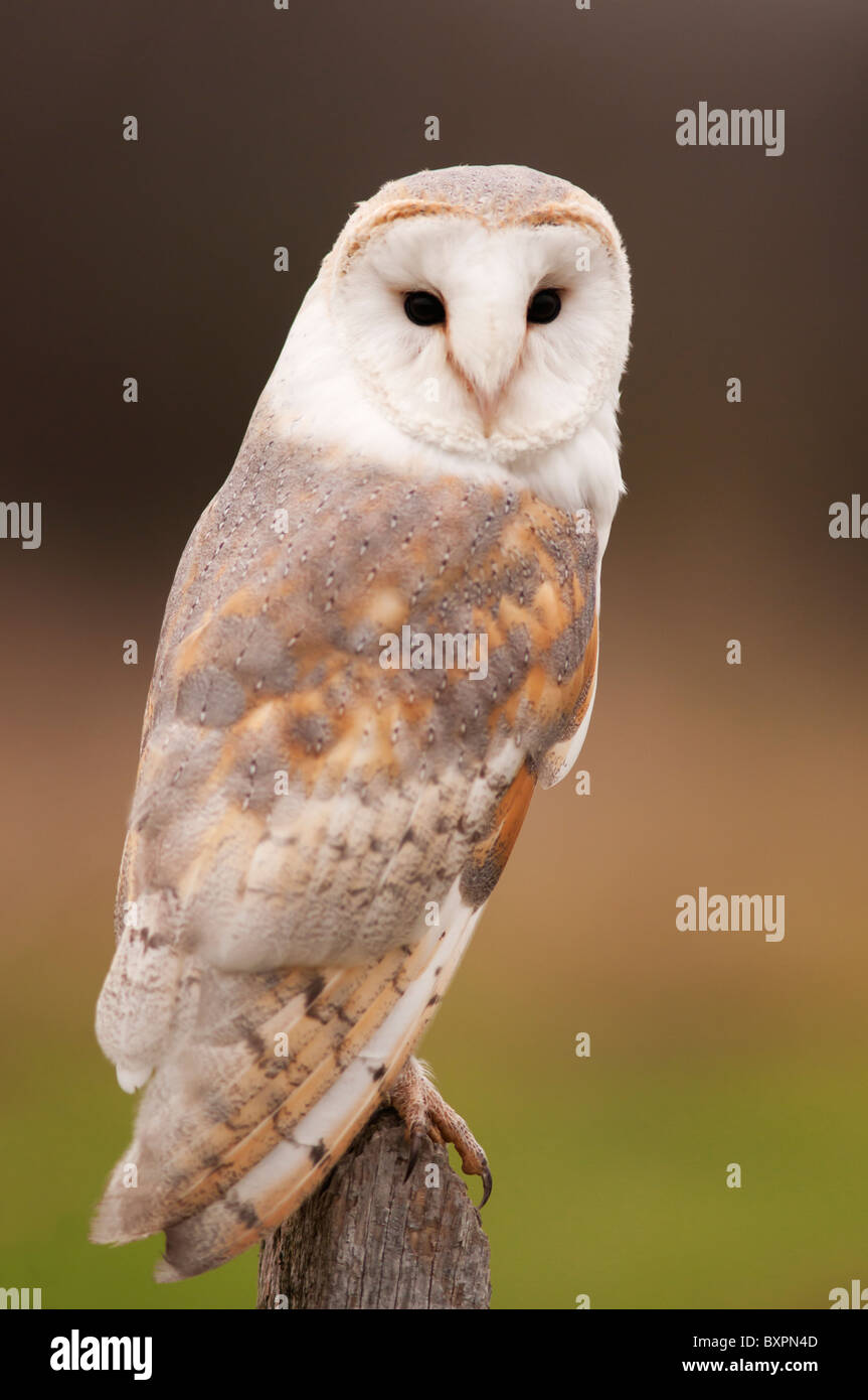 Fence post owl hi-res stock photography and images - Alamy