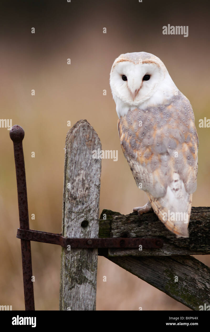 Owl on gate hi-res stock photography and images - Alamy