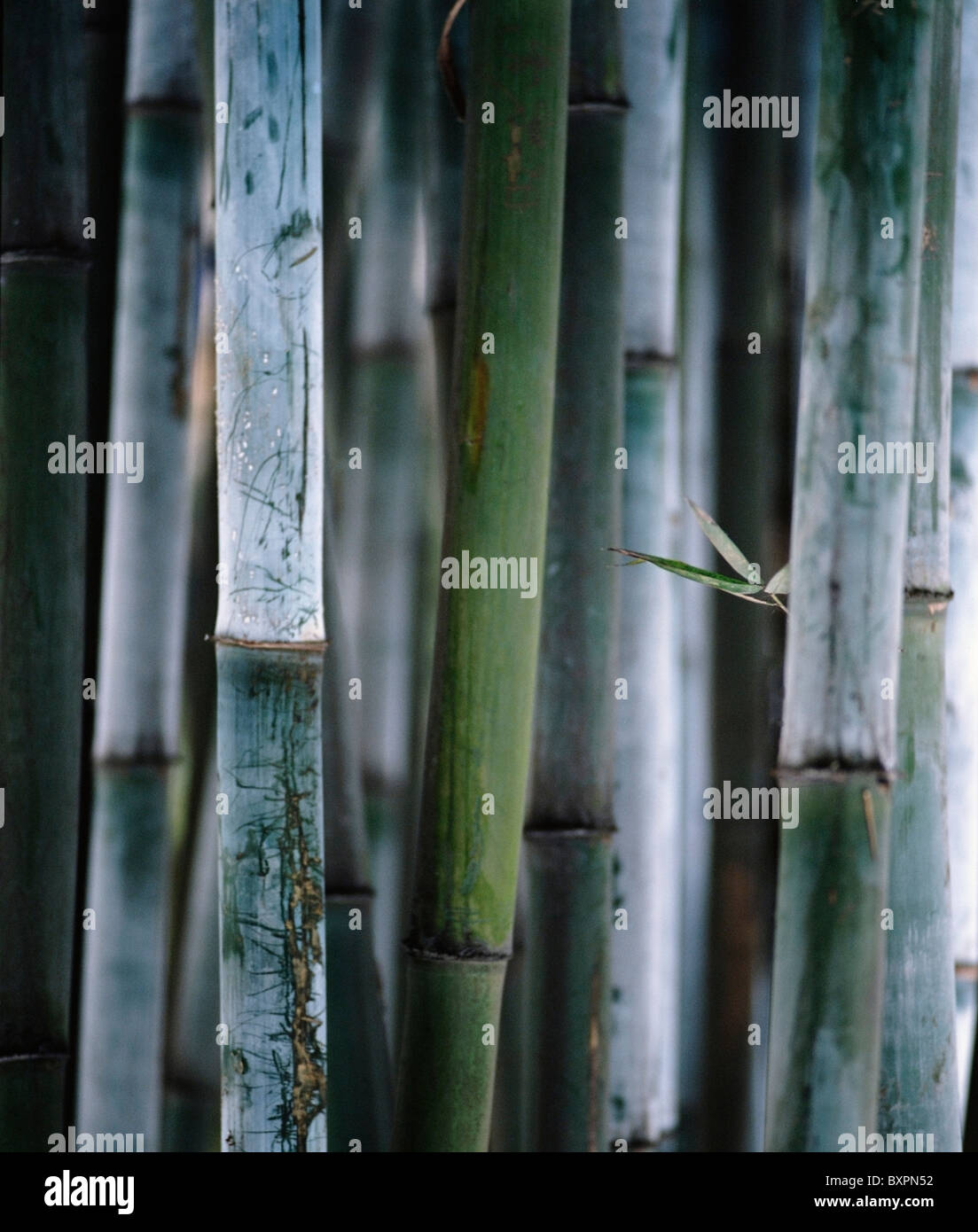 Chengdu detail hi-res stock photography and images - Alamy