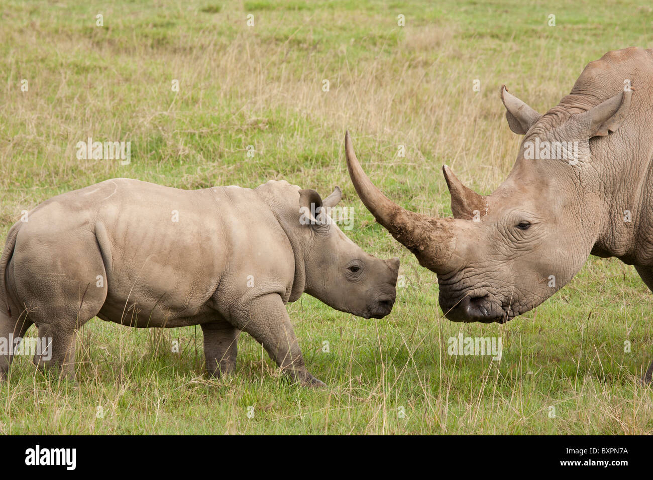 Adult and Young Rhinoceros Stock Photo - Alamy