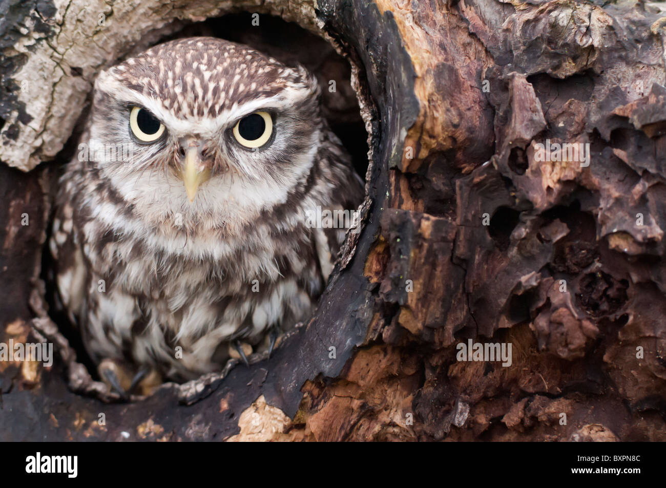 Little owl in tree hollow hi-res stock photography and images - Alamy