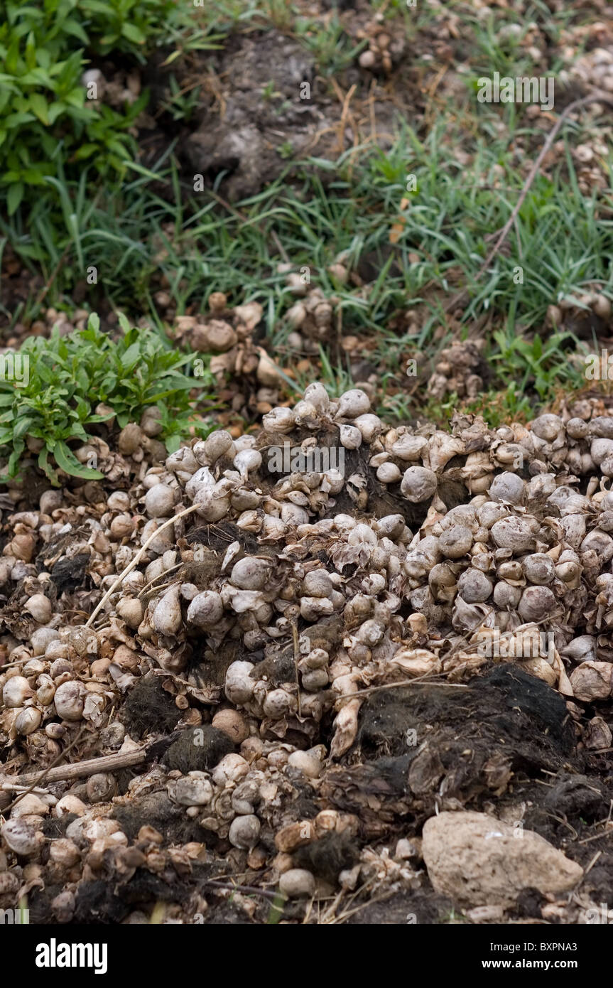 Spongy and bulbous stalks (Inflated petiole) of dried Common Water ...