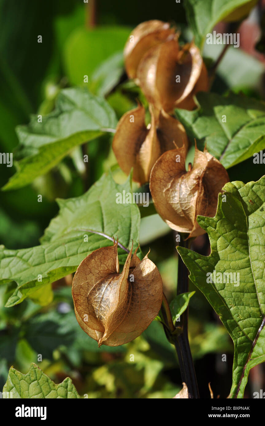Three brown Nicandra seedboxes in a row Stock Photo - Alamy