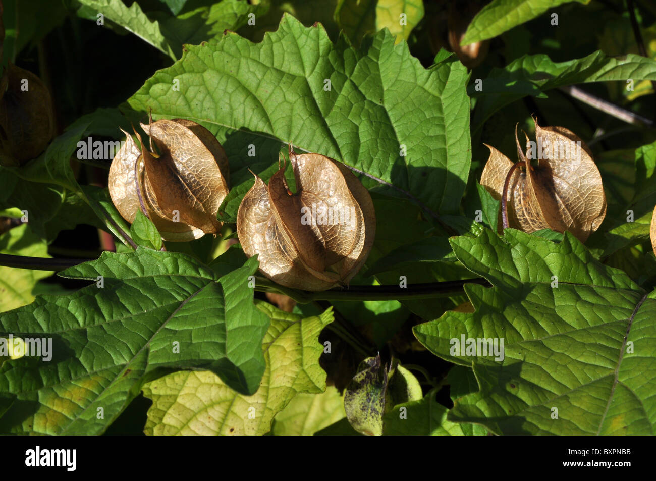 Seed boxes hi-res stock photography and images - Alamy