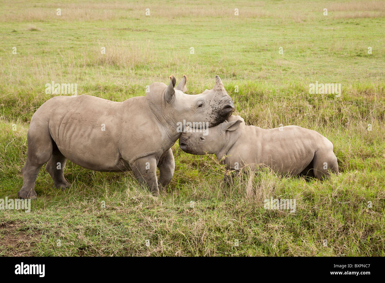 Young Rhinoceros Playing Stock Photo - Alamy