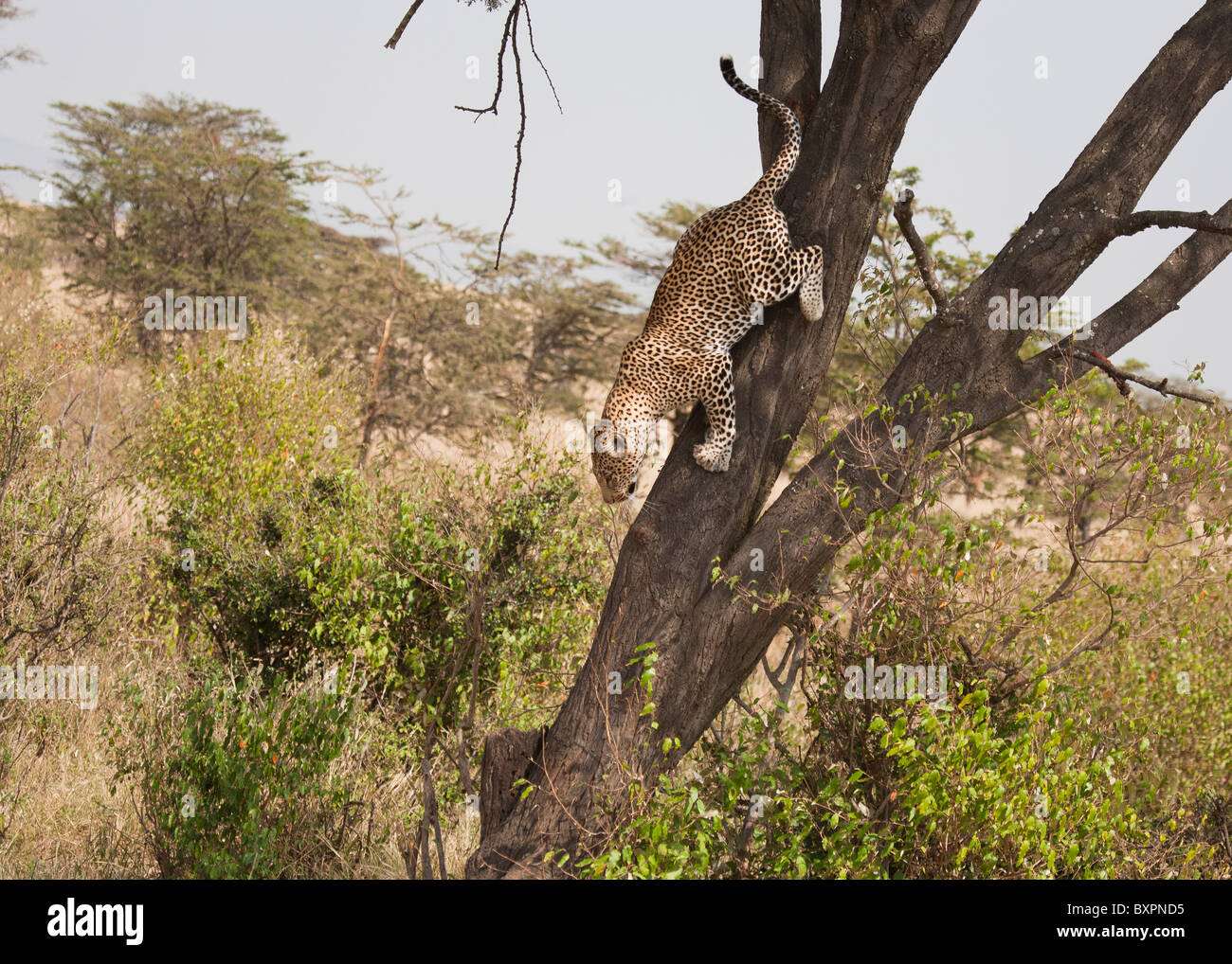 Leopard climbing hi-res stock photography and images - Alamy