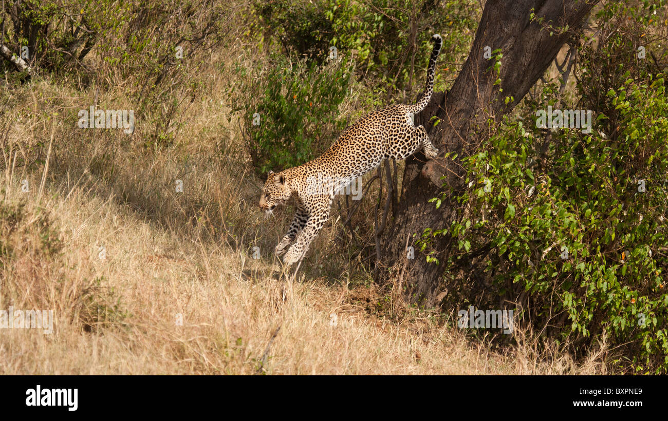 Leopard jumping tree hi-res stock photography and images - Alamy