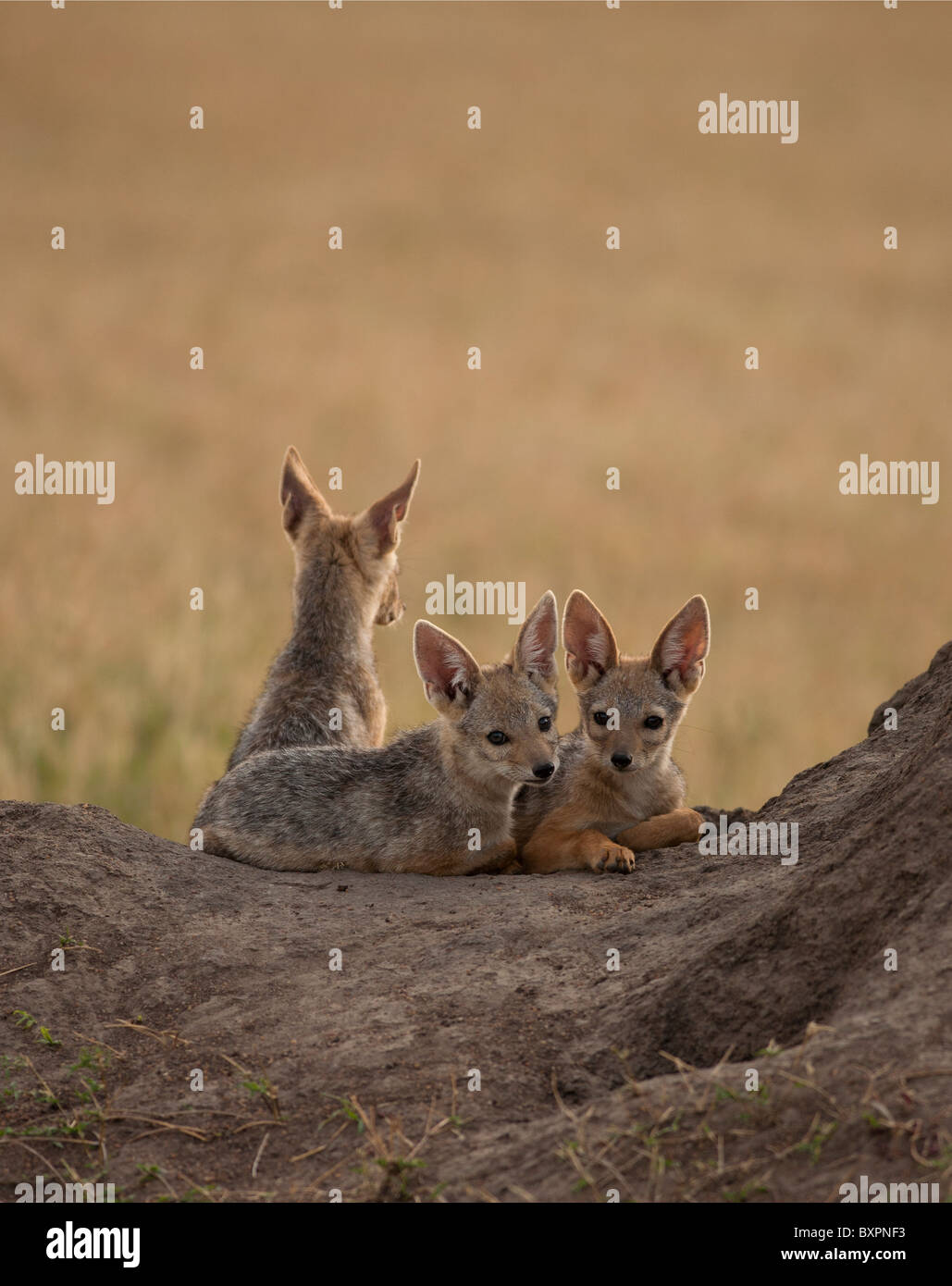 Jackal canis mesomelas young hi-res stock photography and images - Alamy