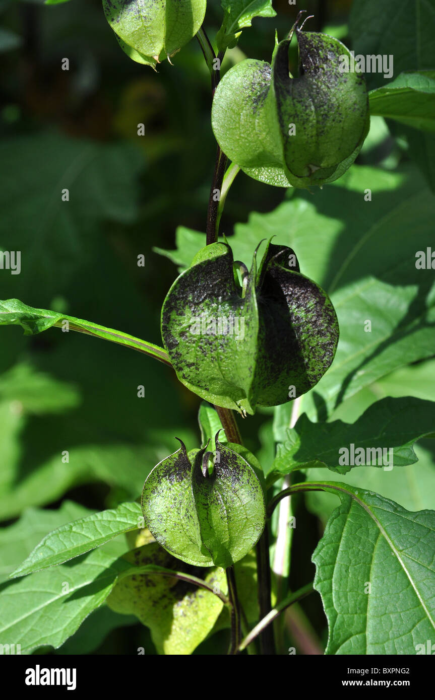 Seedbox hi-res stock photography and images - Alamy