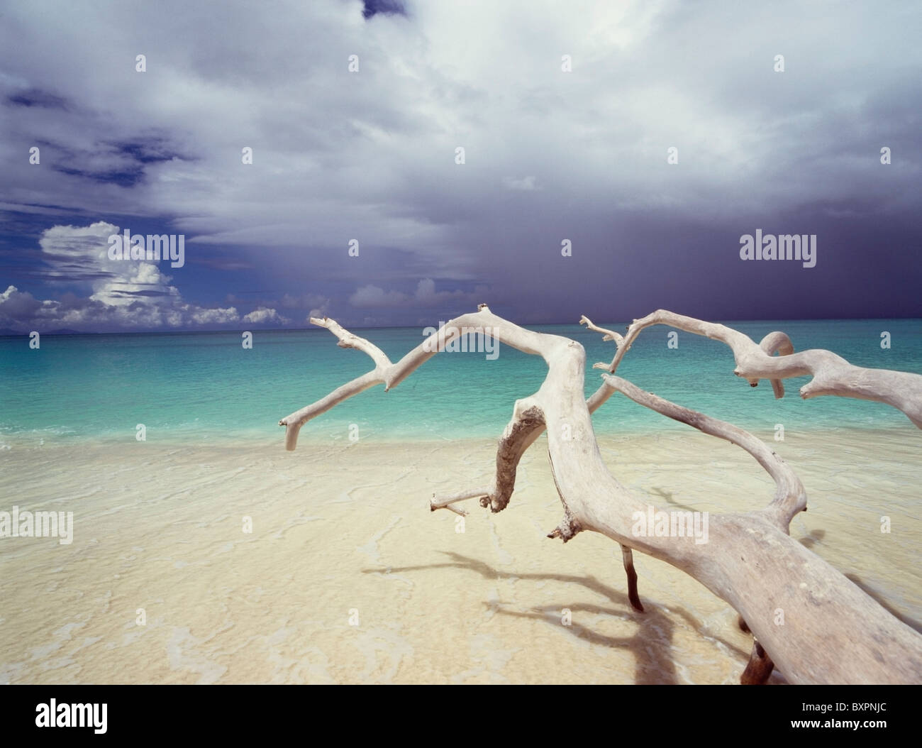 Driftwood at beach hi-res stock photography and images - Alamy