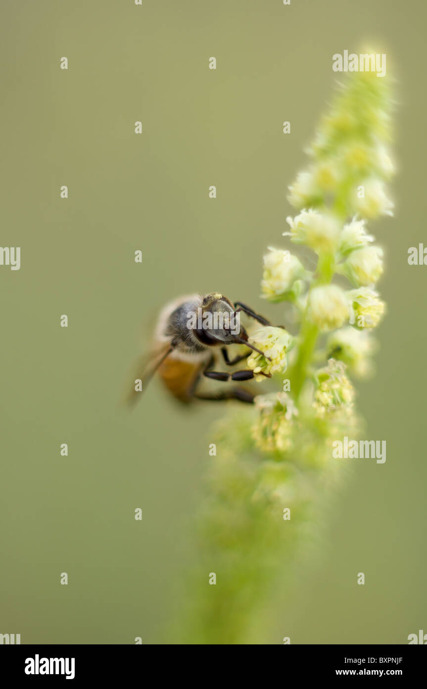 Bee feeding from Weld flowers (Reseda luteola Stock Photo - Alamy