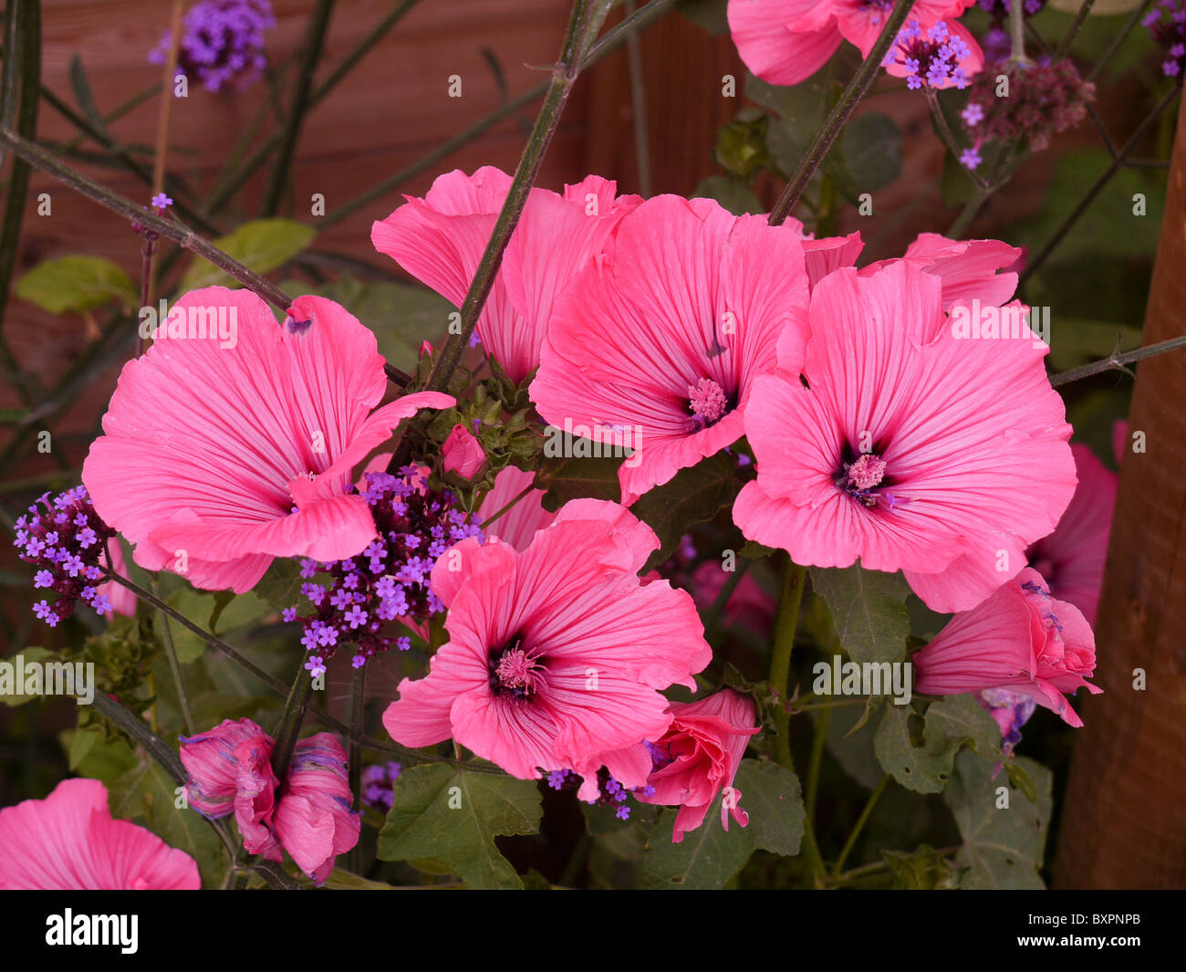 Lavatera Pink Flower in bloom Stock Photo - Alamy