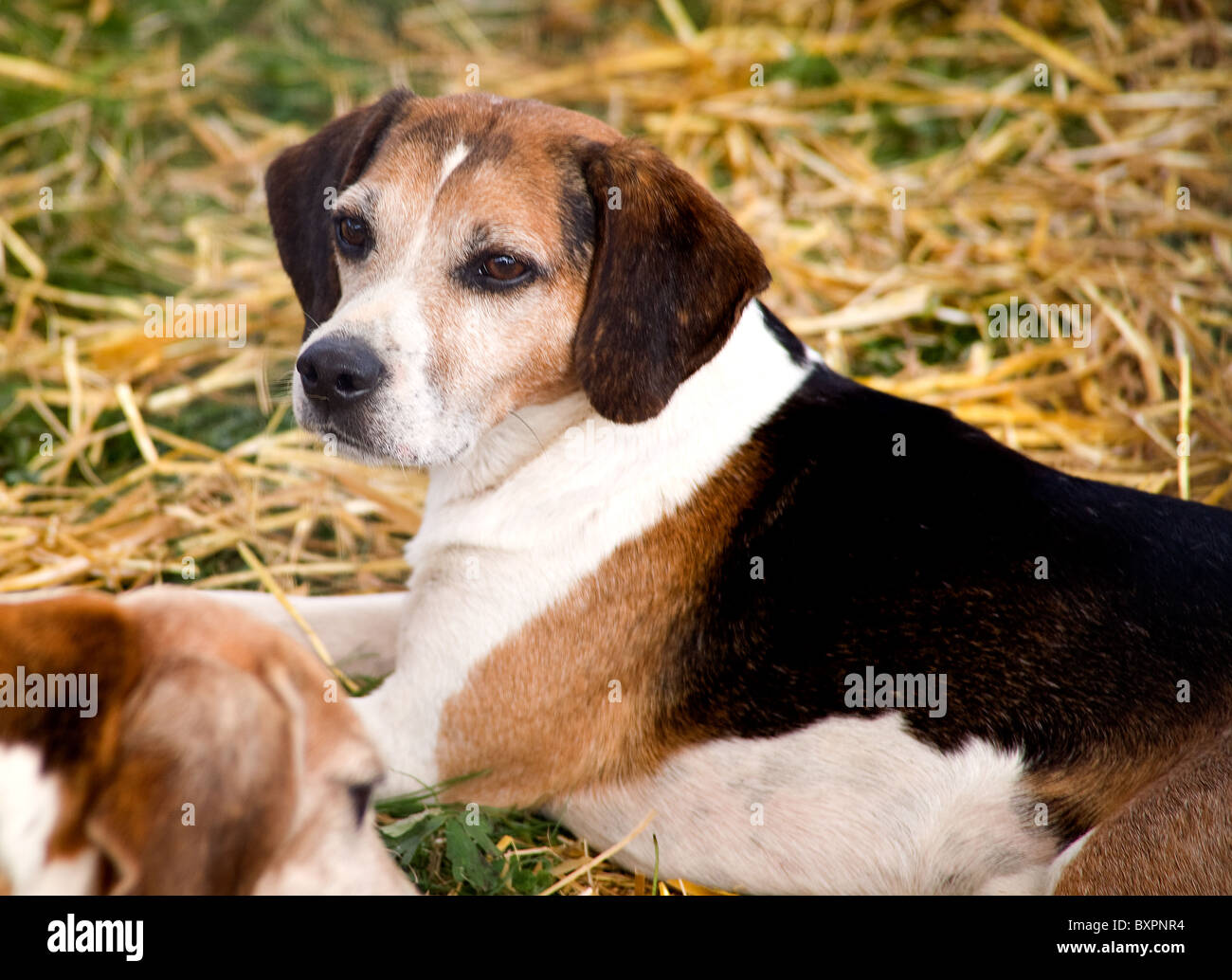 Breagle Hound Puppies at the Bucks County Show, Bucks, UK Stock Photo ...