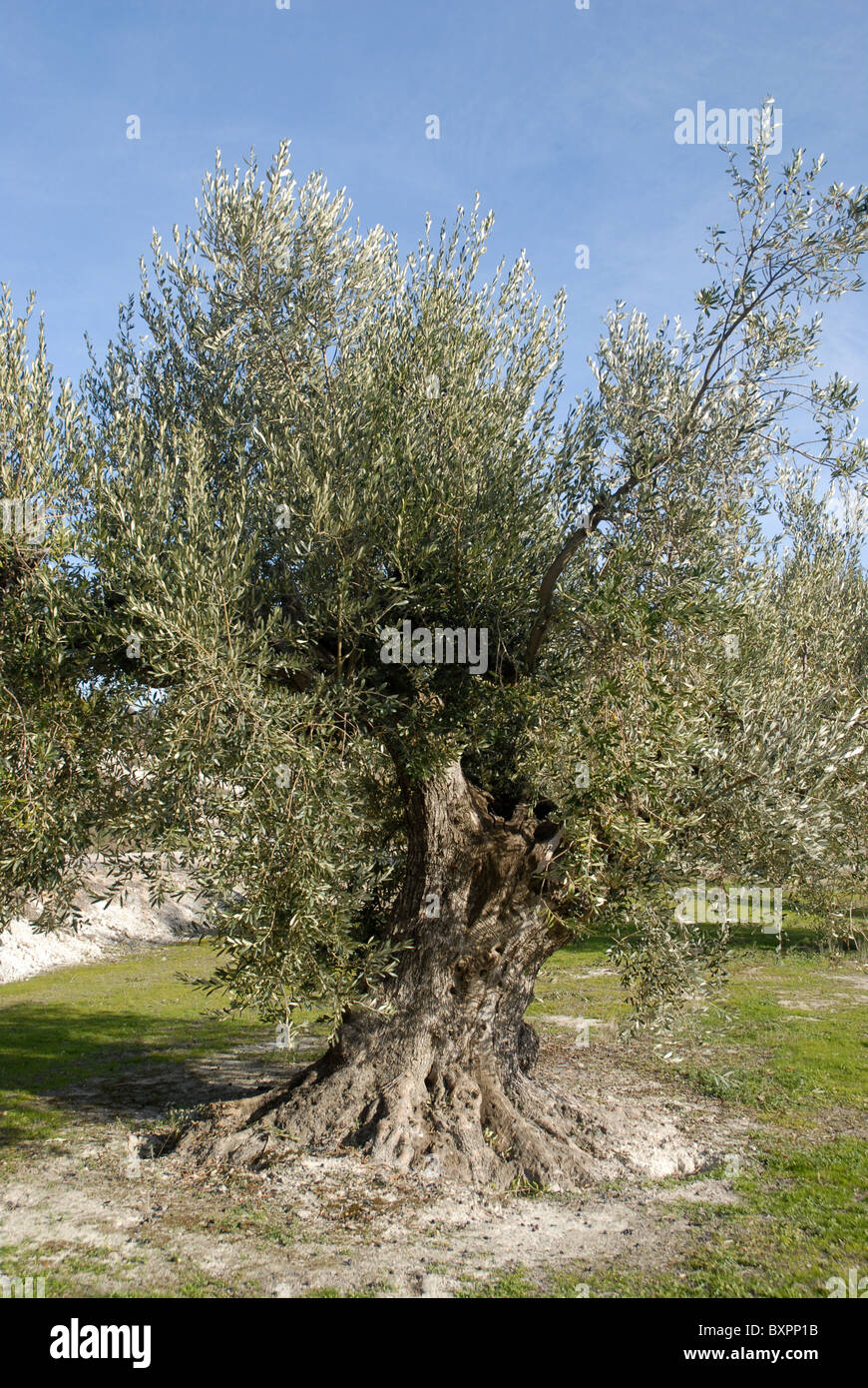 Olive tree olea europaea gnarled hi-res stock photography and images ...