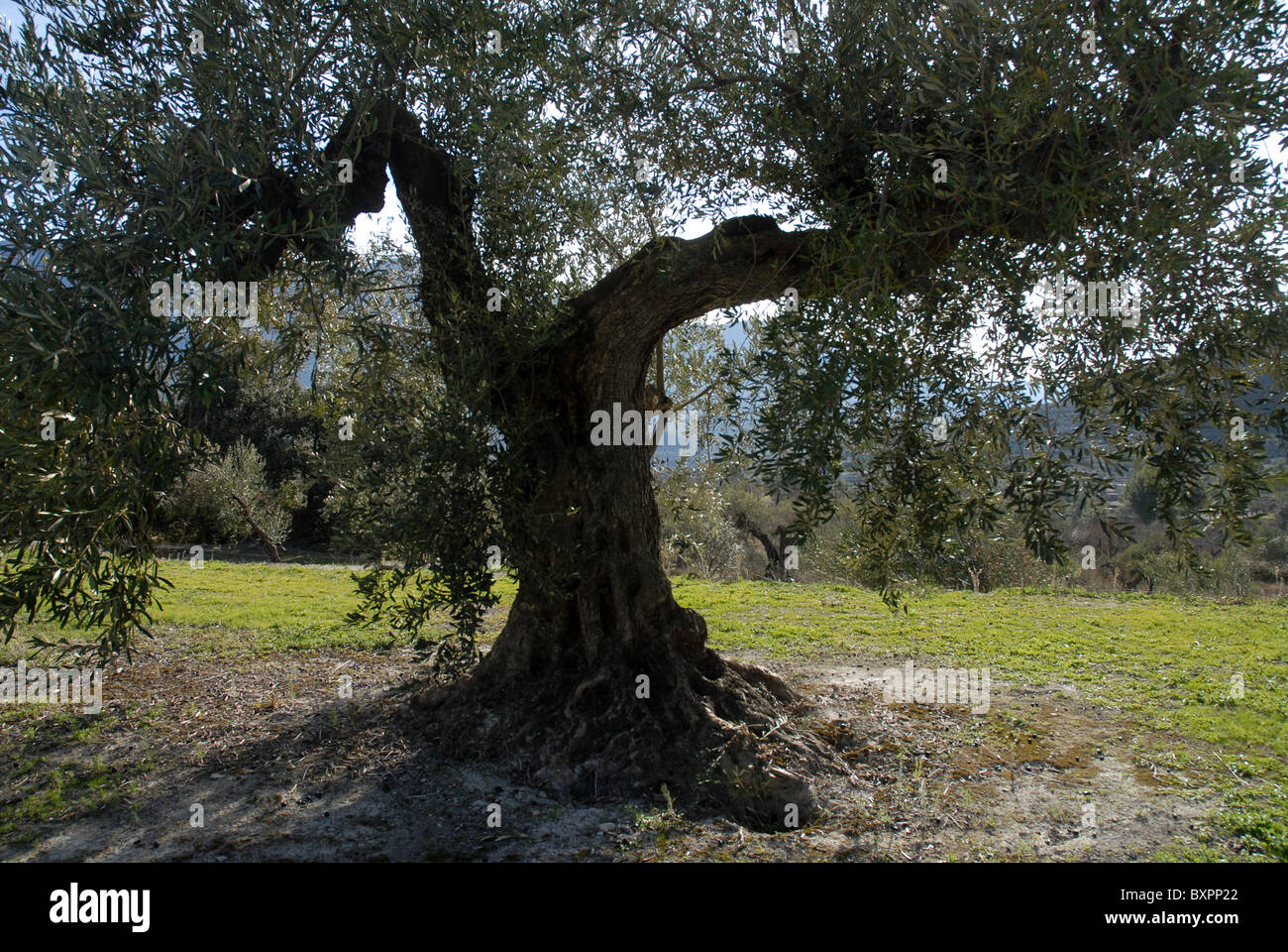 Olive tree olea europaea gnarled hi-res stock photography and images ...