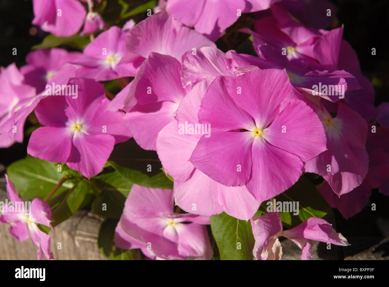 Rosy periwinkle hi-res stock photography and images - Alamy