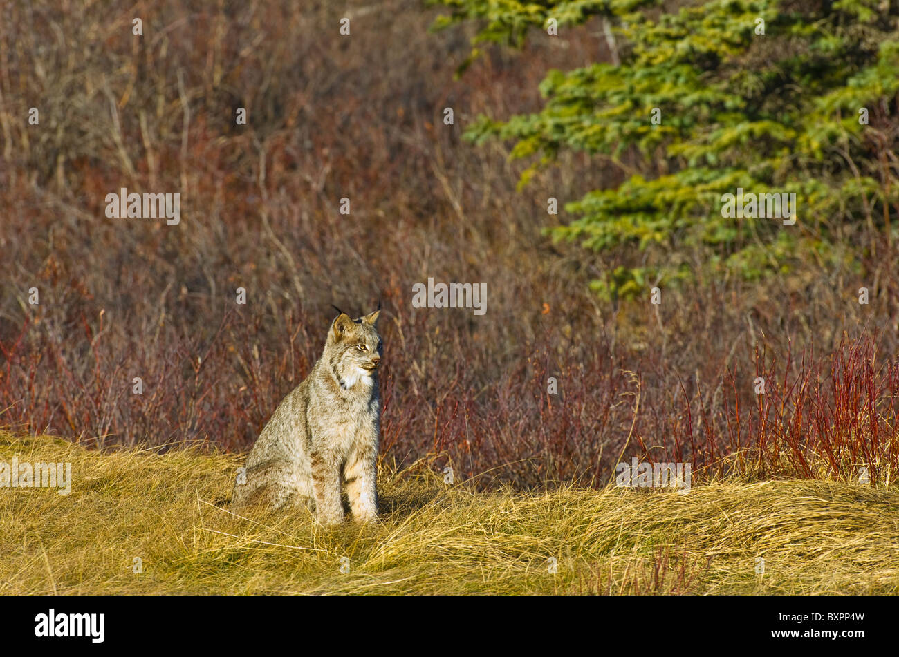 A wild Canadian Lynx sitting in some fall grasses Stock Photo - Alamy