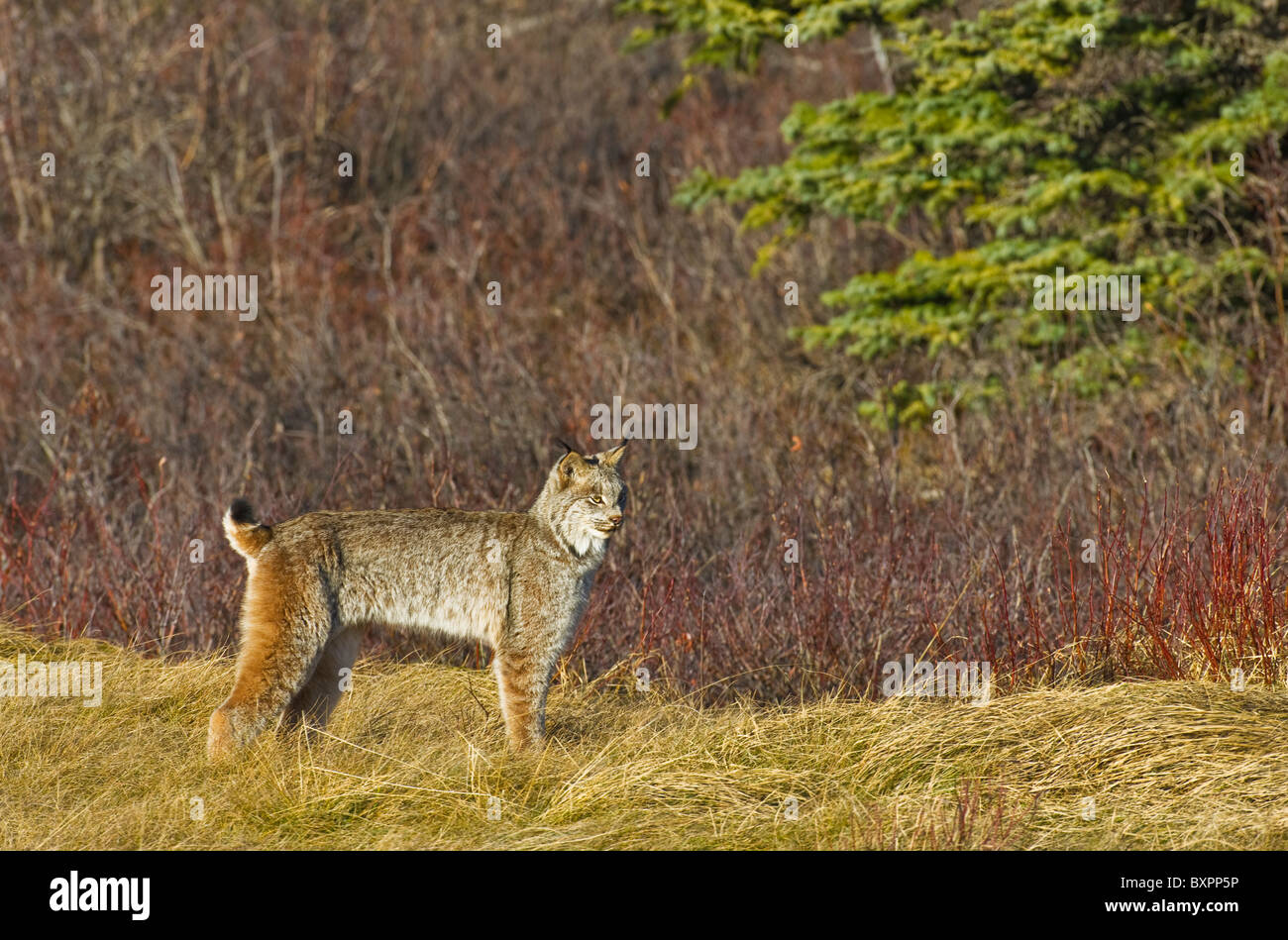 A side view image of a wild Canadian Lynx Stock Photo - Alamy