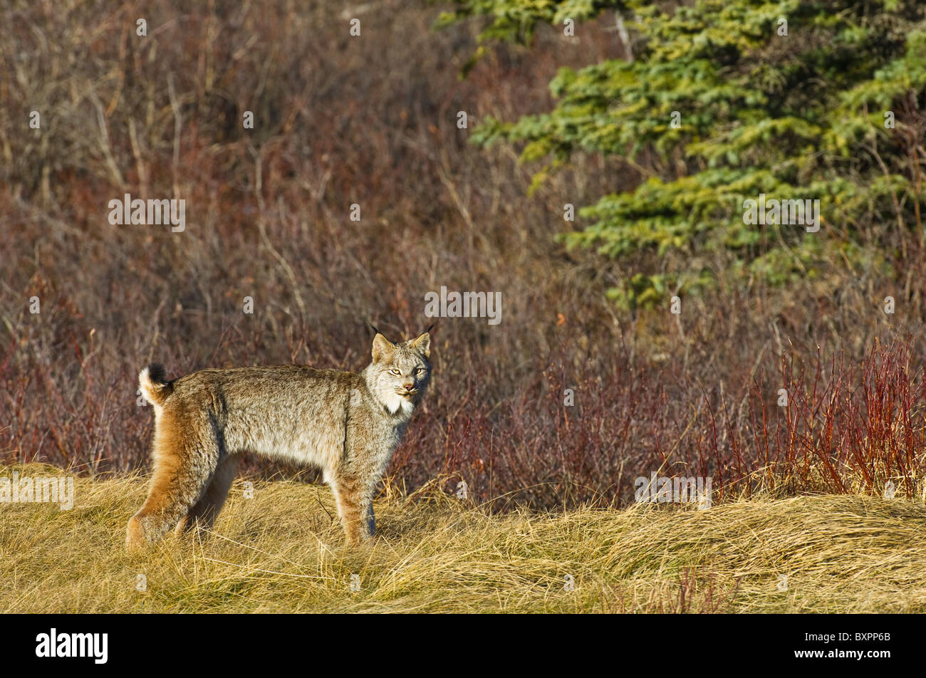 Lynx hi-res stock photography and images - Alamy