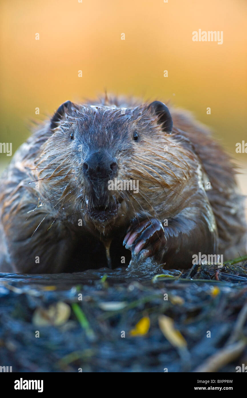 A vertical front view image of an adult beaver Stock Photo - Alamy