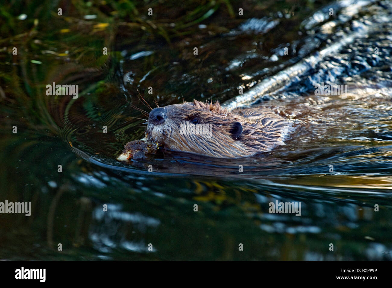 A close up of a wild beaver swimming and pulling along a tree Stock ...