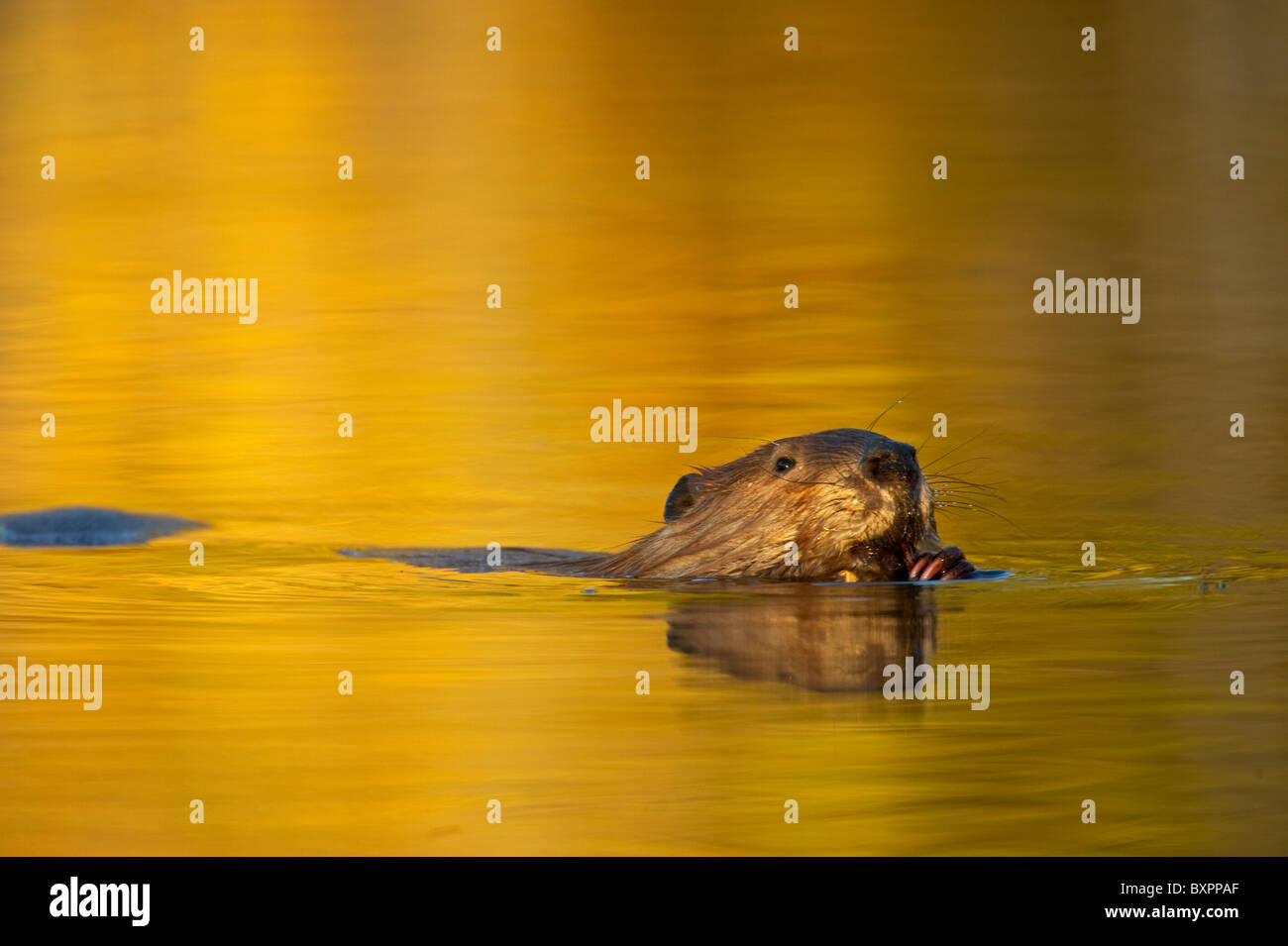 A beaver floats effortlessly through the warm tone reflection of the ...