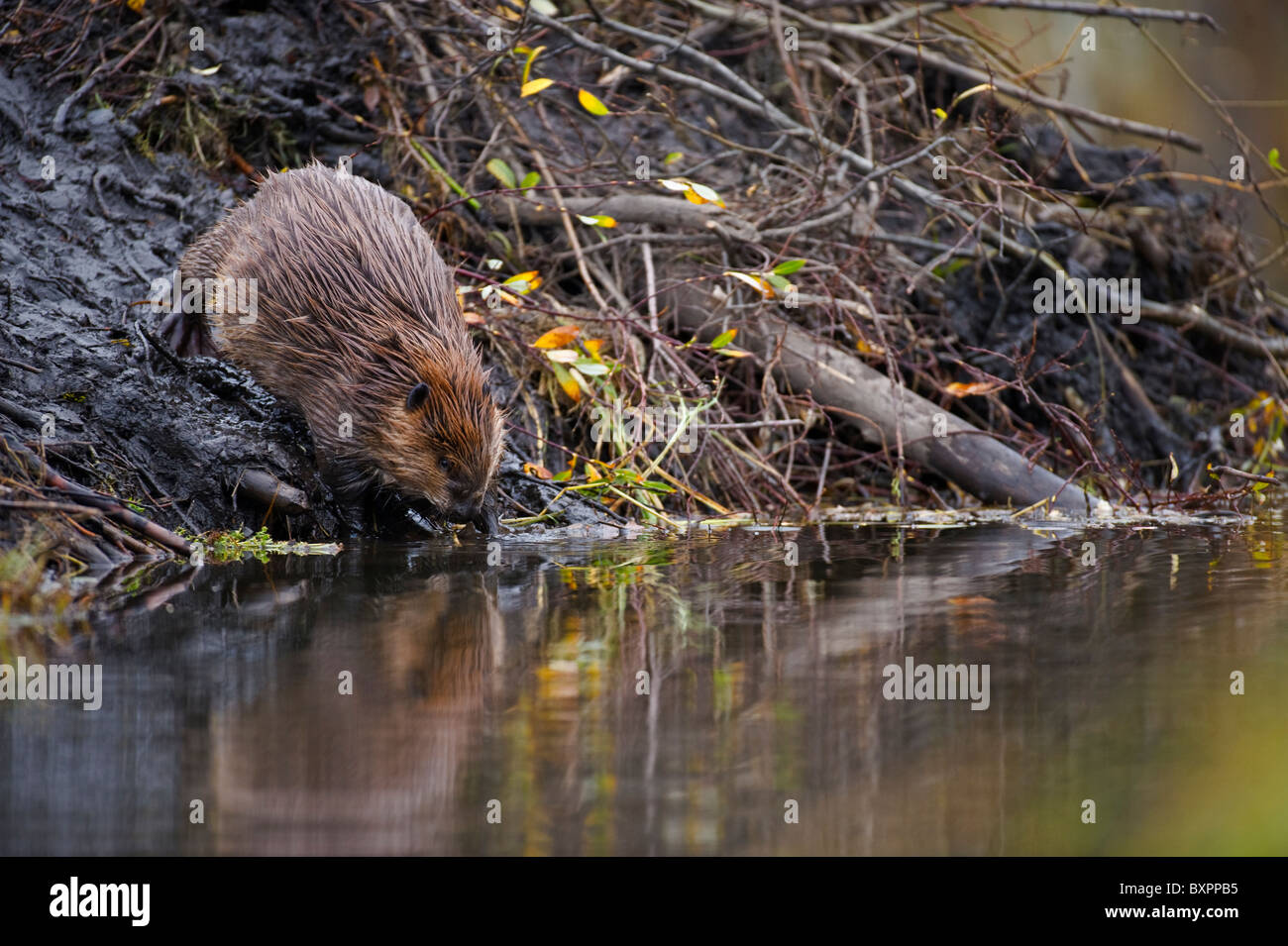 Beaver slide hi-res stock photography and images - Alamy